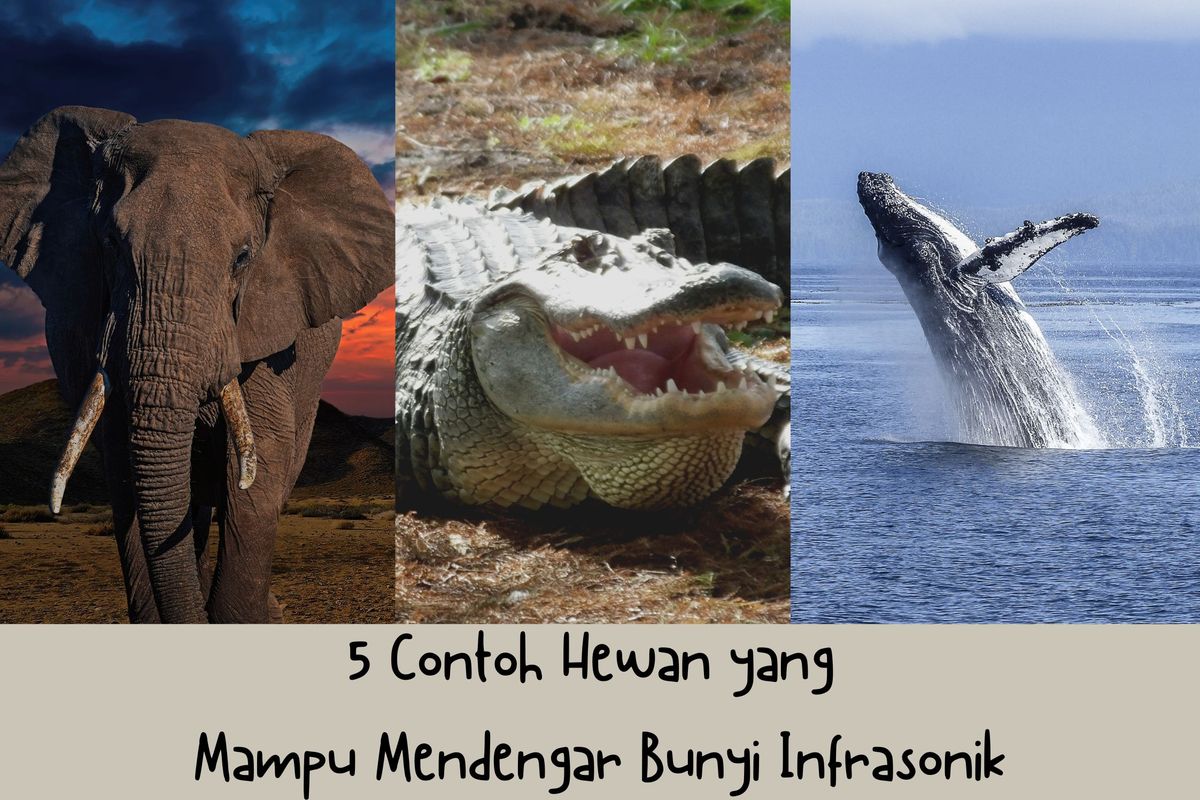 5 Contoh Hewan yang Mampu Mendengar Bunyi Infrasonik