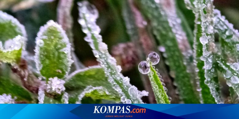 Cerita Mereka yang Baru Pertama Kali Menyaksikan Embun Es di Dieng