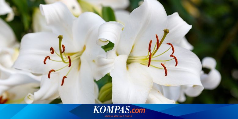 6 Bunga Paling Harum yang Dapat Menyegarkan Taman dan Rumah