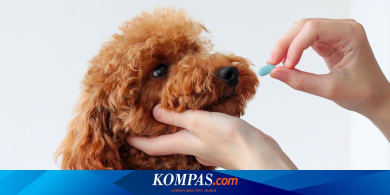Cara Ampuh Memberikan Obat untuk Hewan Peliharaan agar Tidak Berontak
