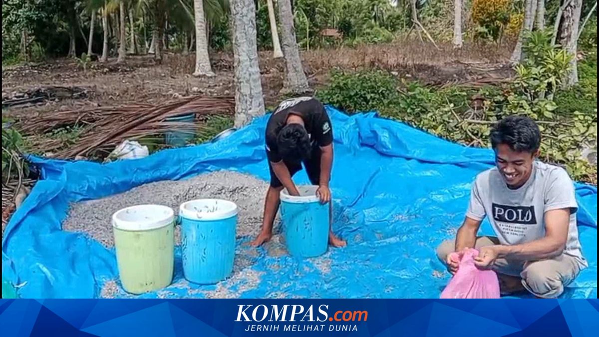 Ikan Penja Serbu Pantai Mateng, Nelayan Panen Hingga 1.000 Termos Sehari