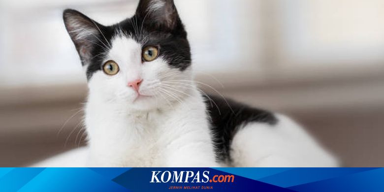 4 Masalah Telinga Kucing dan Cara Mengobatinya