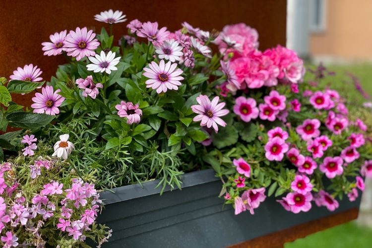 Foto : Bukan Cuma Indah, Ini Tujuan Bunga Punya Warna-warni