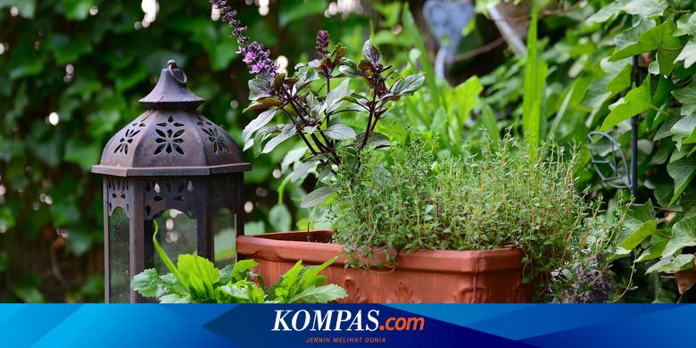 5 Tips Menanam Tanaman Herba yang Wajib Kamu Ketahui