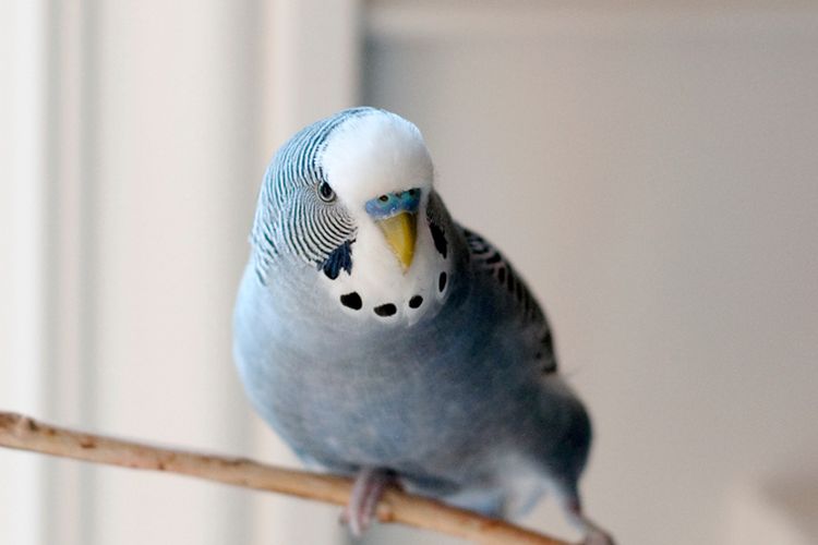 Ketahui, Ini Ragam Tanda Burung Parkit Bertelur