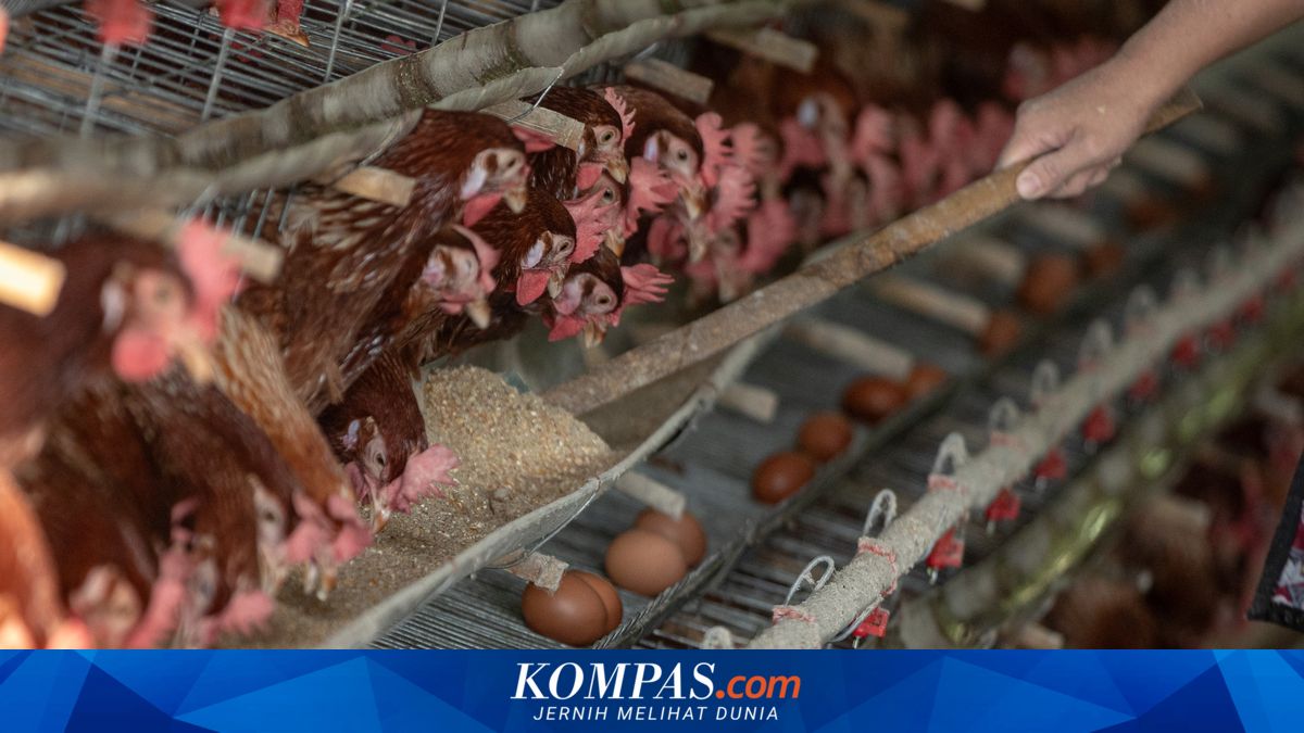 Rupiah Melemah dan Impor Tekan Industri Unggas, Harga Pakan Naik Lagi