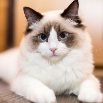 10 Ras Kucing Paling Ramah dan Bersahabat dengan Manusia