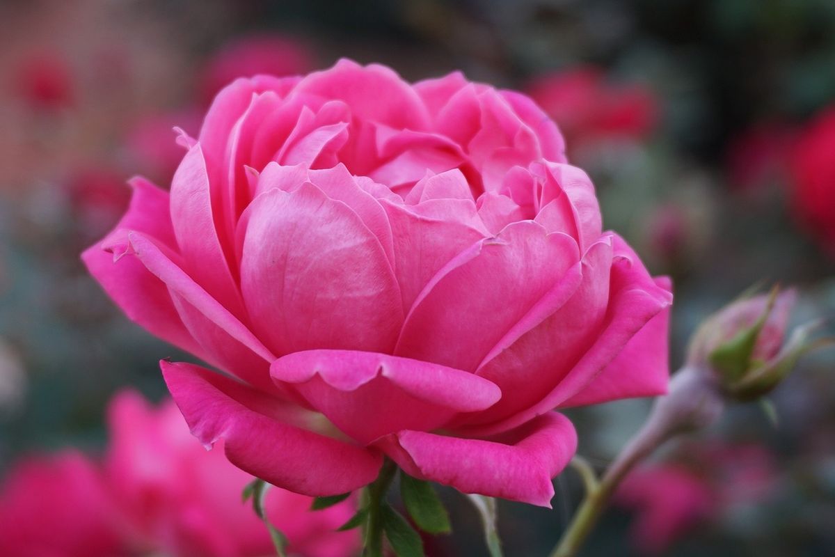 Bagaimana dan Kapan Memberikan Pupuk pada Mawar? Ini Penjelasannya