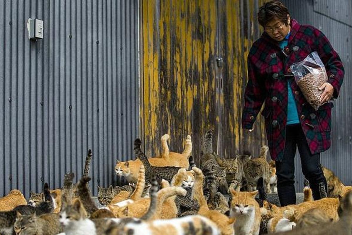 Pencinta Anabul, Ini 7 Pulau Kucing di Jepang yang Menarik Dikunjungi