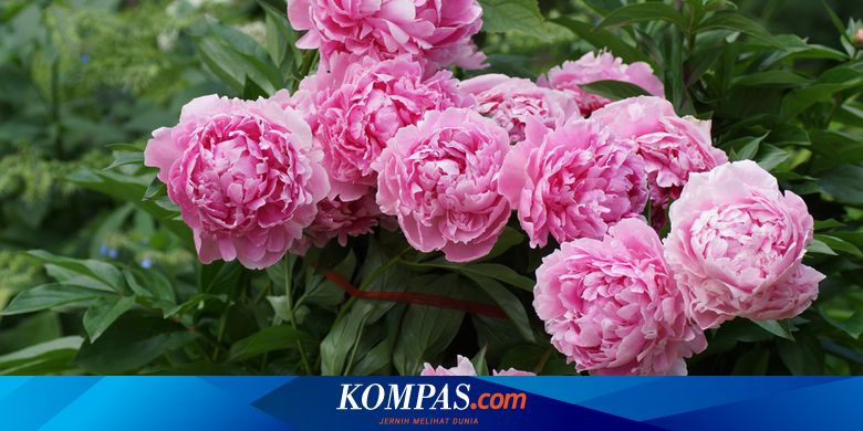 Cara Menanam dan Merawat Bunga Peony agar Tumbuh Mekar