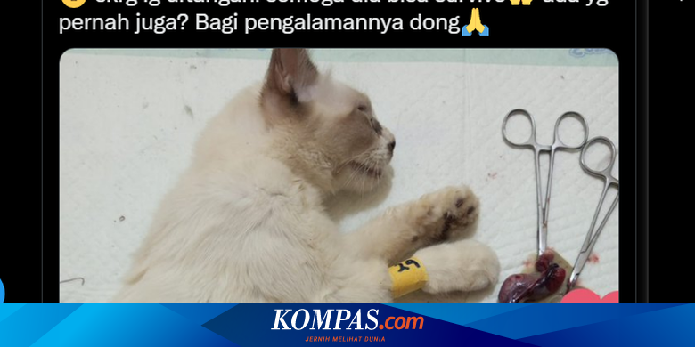Kucing Betina Rawan Terkena Pyometra, Ini Gejala dan Pengobatannya