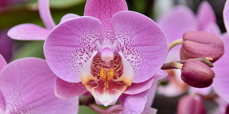 Tumbuhan Epifit: Pengertian dan Contohnya