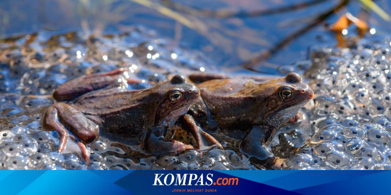 Katak Berkembang Biak dengan Cara Ovipar, Kecuali Spesies Ini