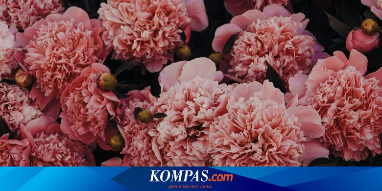 Cara Menanam Bunga Anyelir yang Cantik