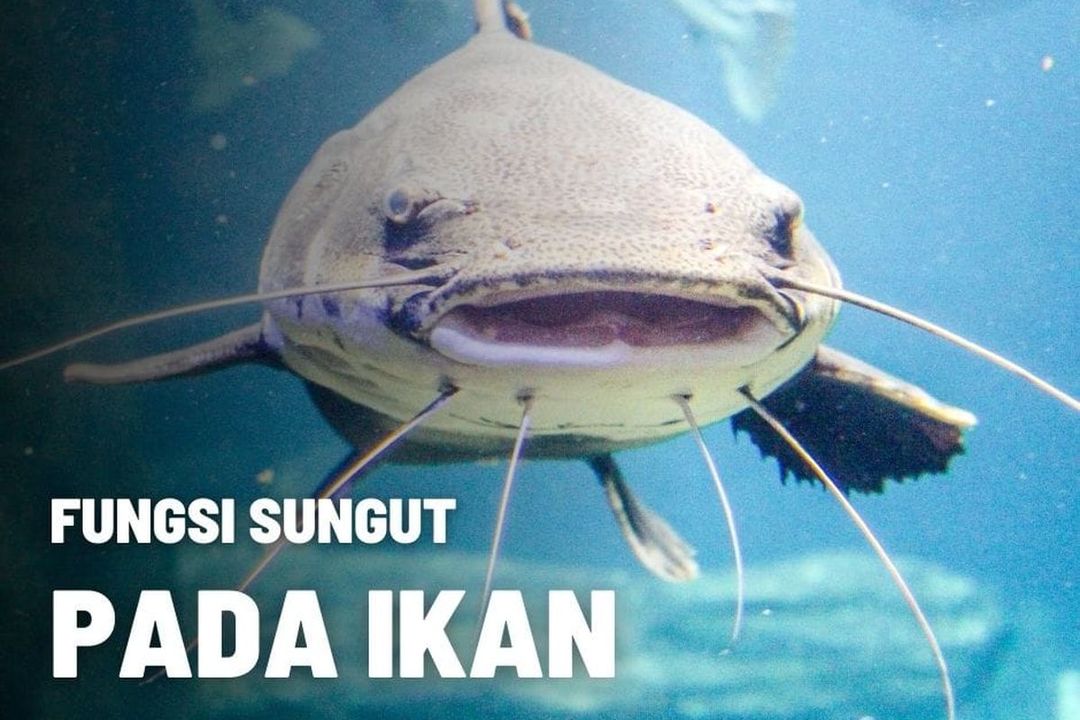 Mengetahui Fungsi Sungut Pada Ikan
