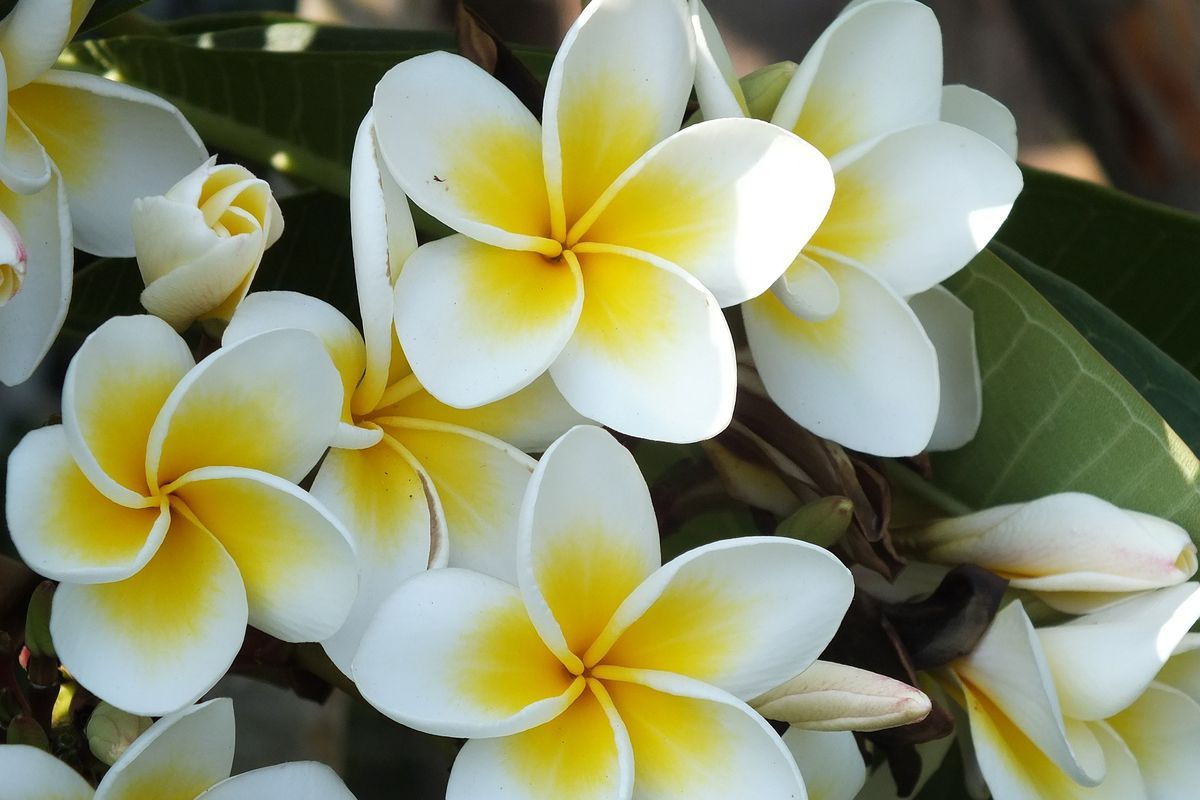 Bukan Mistis, Ini Fakta Menarik Bunga Kamboja yang Sakral dan Kaya Sejarah