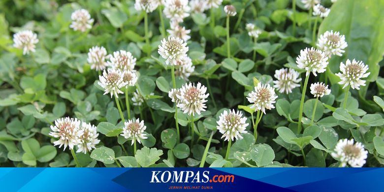 7 Manfaat Daun Semanggi bagi Kesehatan dan Cara Mengolahnya