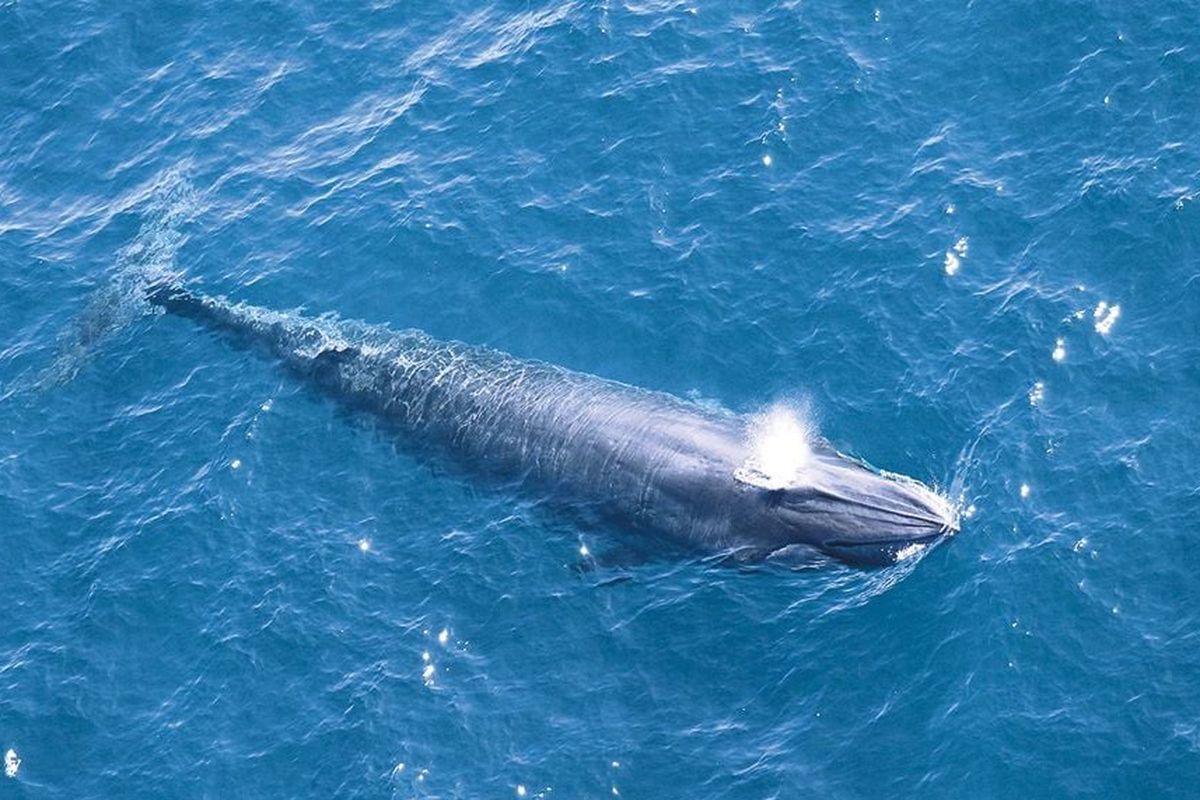 Hanya 50 Paus Rice yang Tersisa: Bisakah Kita Melindunginya?