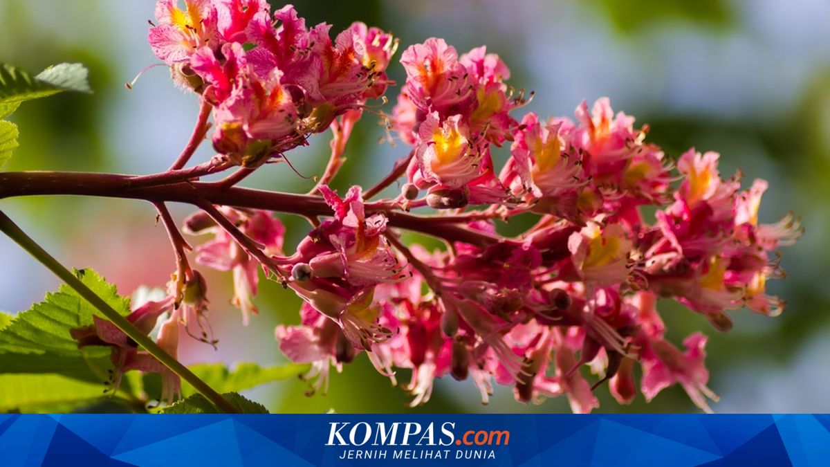 5 Pohon yang Cocok untuk Taman Kecil