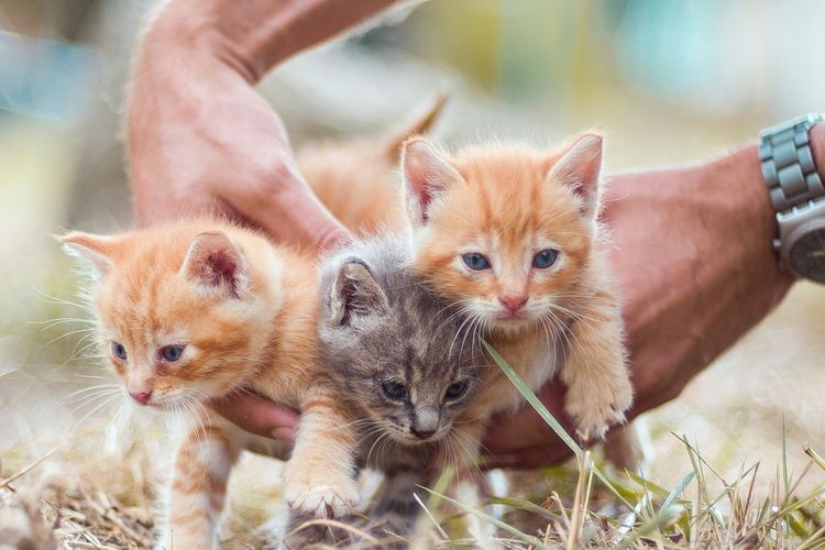 Diare pada Anak Kucing, Penyebab, Gejala, dan Pencegahannya