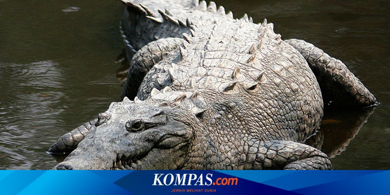 Buaya Berkembang Biak dengan Cara: Pengertian, Proses, dan Tahapannya