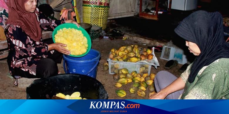 Raih Untung dari Pepaya Gunung