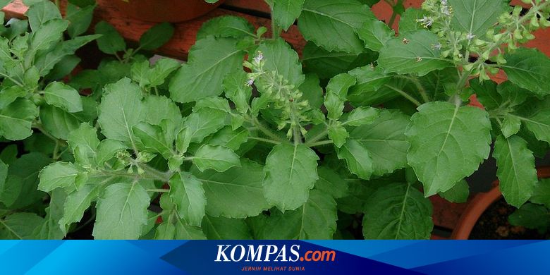 Kombinasi Super Daun Ruku-ruku dan Zinc Tingkatkan Kekebalan Tubuh