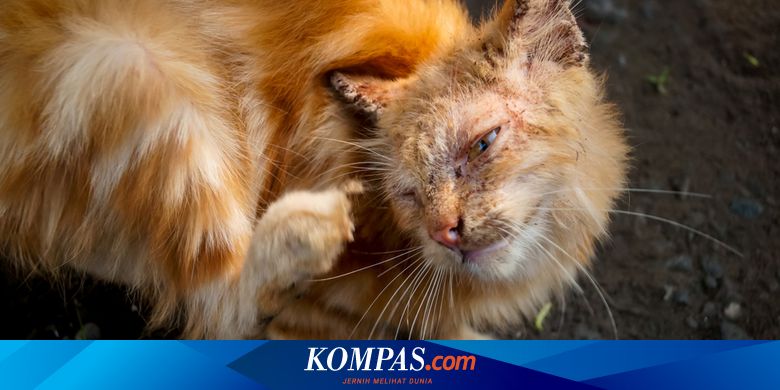 8 Masalah Kulit pada Kucing yang Tidak Boleh Diabaikan