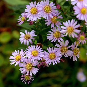 18 Bunga yang Memiliki Makna Mendalam, Simbol Cinta dan Kekuatan