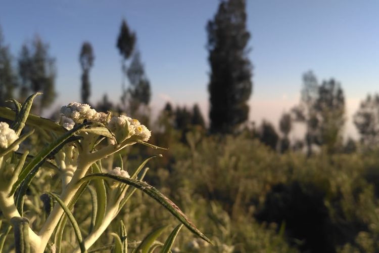 Foto : Bunga Edelweis di Gunung Tak Boleh Dipetik, Apa Alasannya?