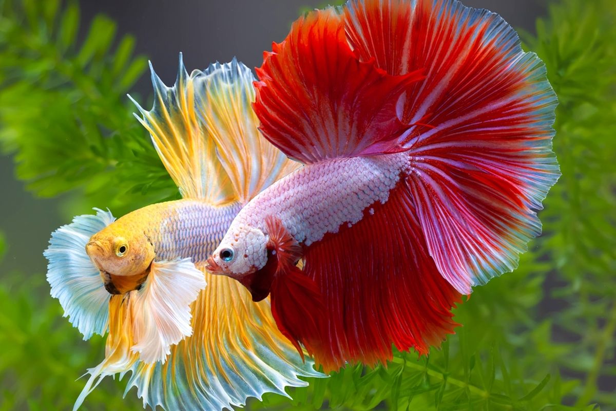 Nilai Ekonomis Ikan Hias Cupang di Kediri Capai Rp 180 Miliar Per Tahun