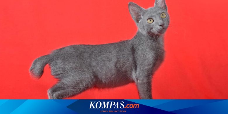 Mengenal Kucing Busok, Ras Asli Indonesia yang Diakui Dunia
