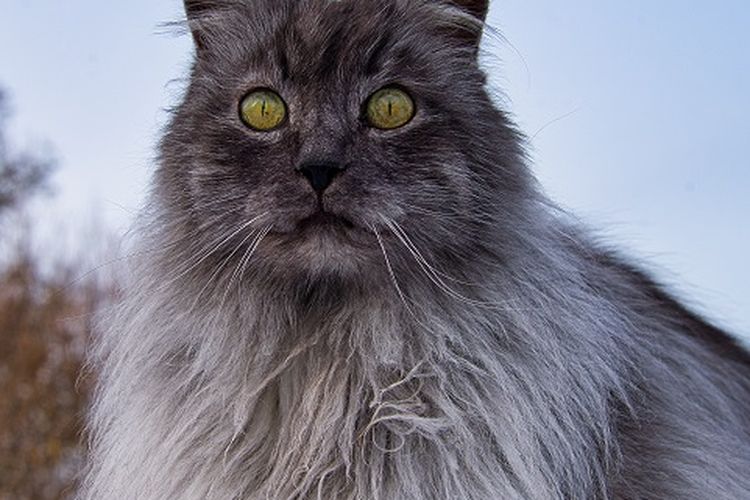 12 Fakta Menarik Kucing Anggora, Sudah Ada Sejak Abad ke-15