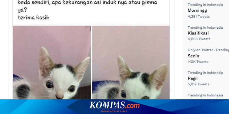 Viral, Foto Anak Kucing dengan Mata Melotot, Apakah Tanda Penyakit?