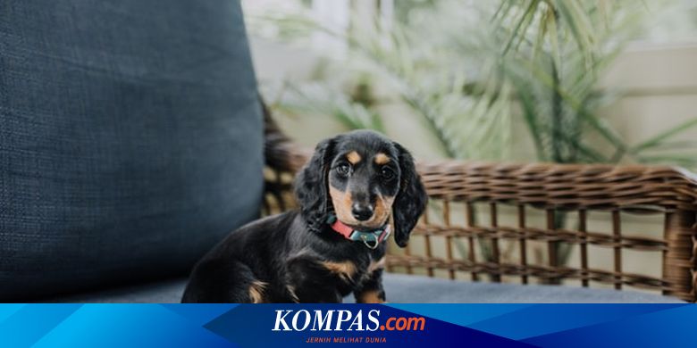 Berkenalan dengan Ras Anjing Mini Dachshund yang Mungil dan Penyayang