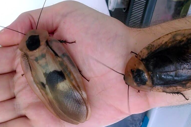 Foto : 5 Jenis Kecoak Terbesar di Dunia, Ada yang Selebar Telapak Tangan