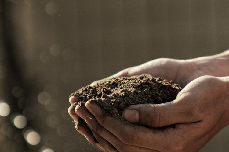 6 Jenis Tanah untuk Tanaman dan Cara Mencampurnya
