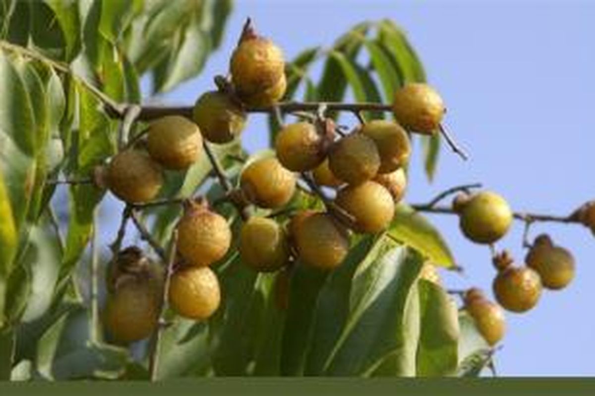 Siswa SMP Bikin Sabun "All in One" dari Klerak