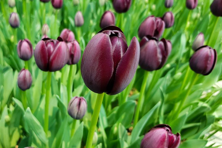 6 Bunga Berwarna Hitam yang Unik dan Misterius