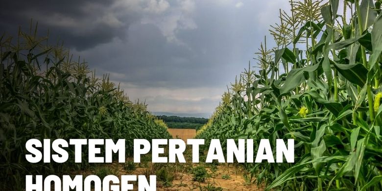 Mengenal Sistem Pertanian Homogen beserta Kelebihan dan Kekurangannya