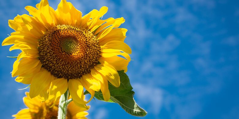 5 Manfaat Bunga Matahari Bagi Kecantikan Dan Kesehatan Kompas