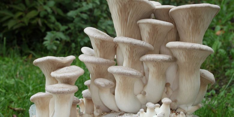 7 Jamur Pangan Populer Asal Jepang, Shiitake hingga Enoki