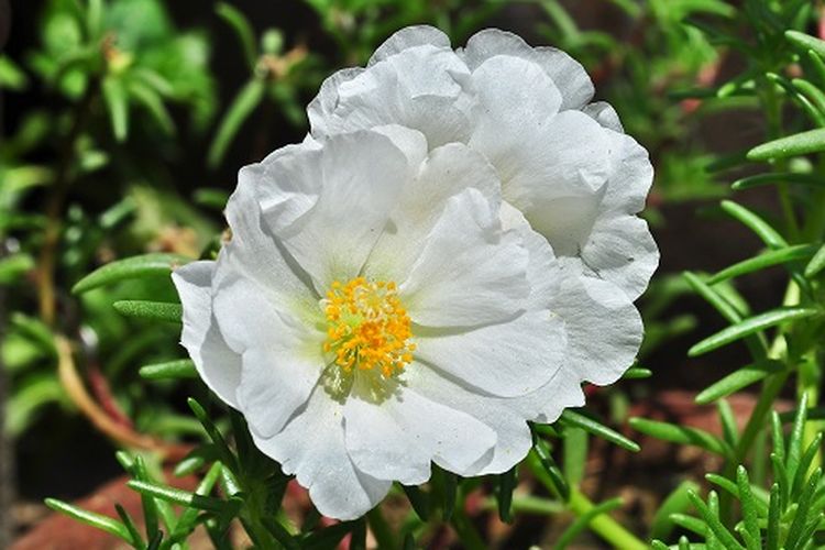 7 Fakta Menarik Bunga Pukul Sembilan, Punya Mitos Unik dan Tahan Panas