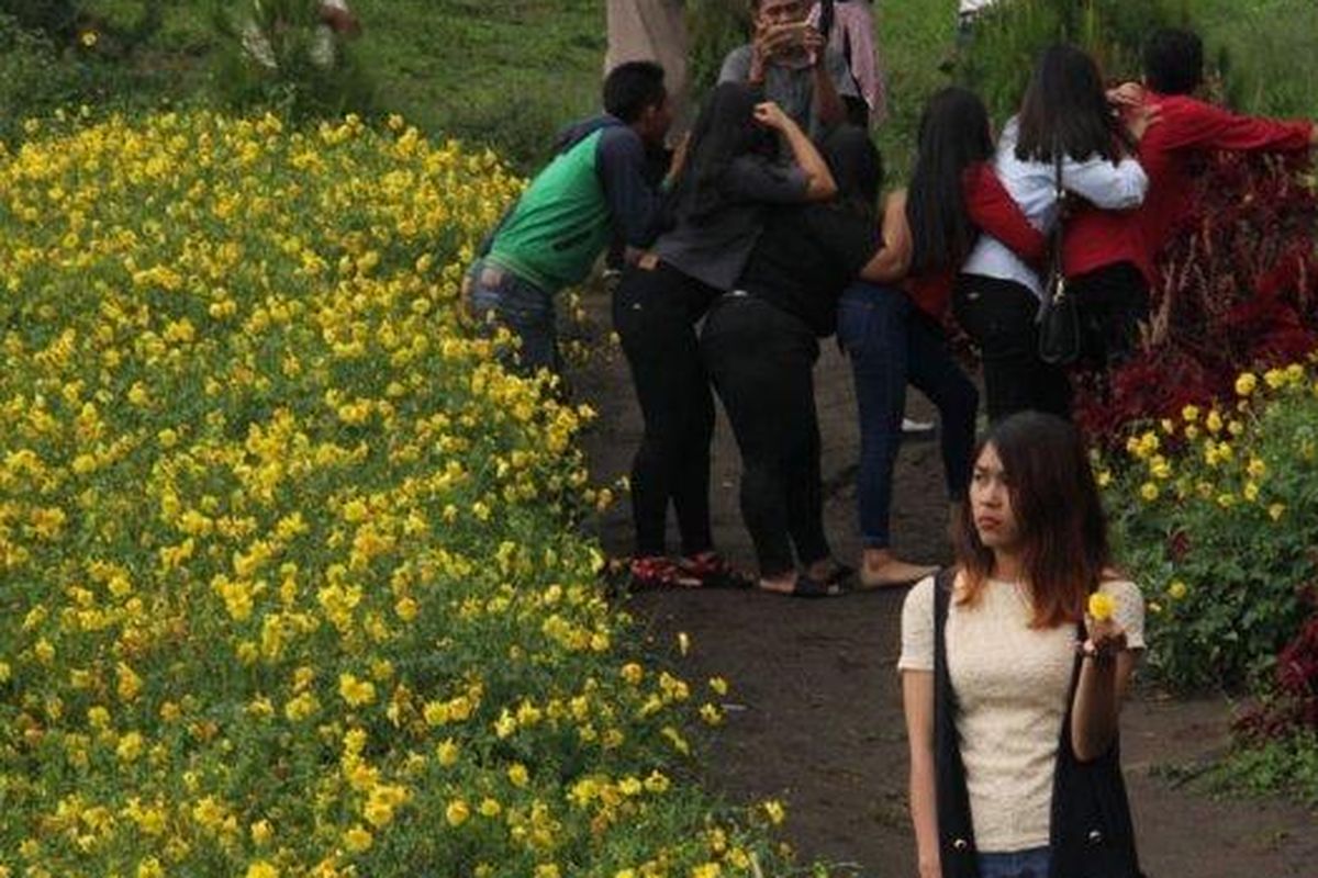 Taman Bunga Sapo Juma di Karo: Daya Tarik, Harga Tiket, dan Jam Buka