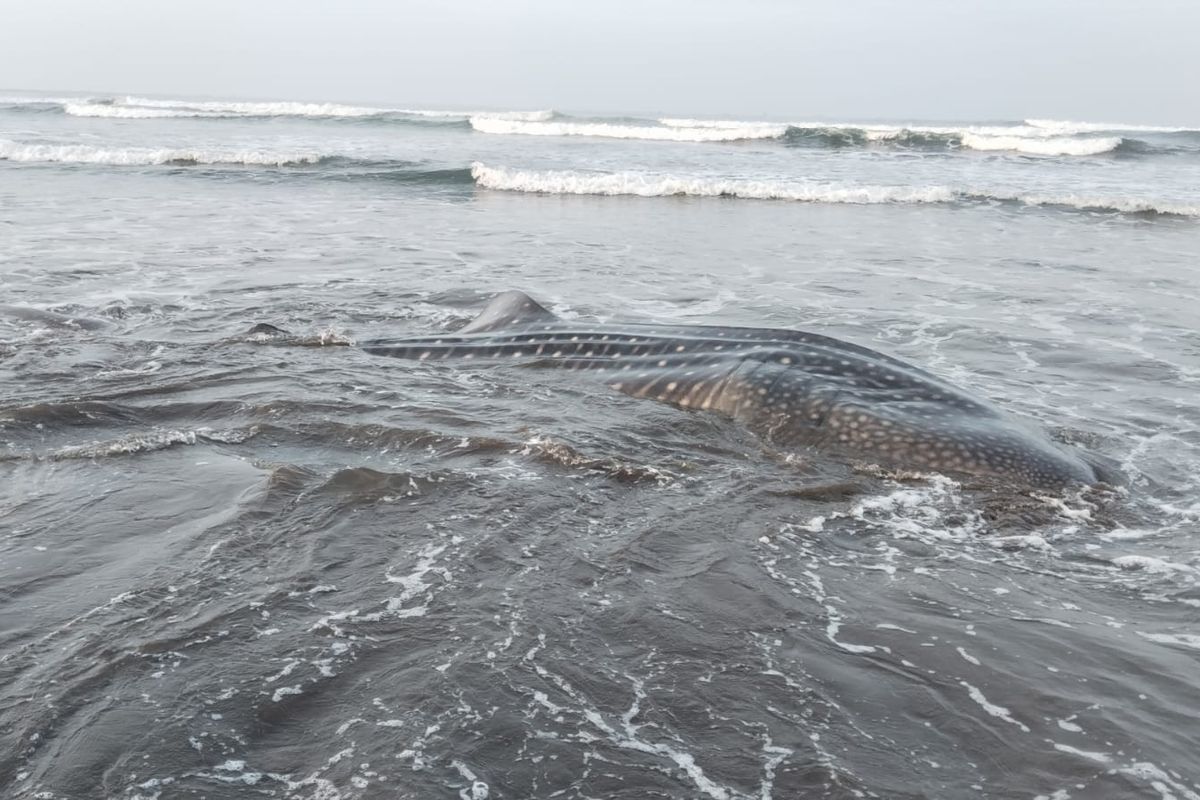 Hiu Tutul 1 Ton Terdampar di Pantai Cilacap, Mati Usai Gagal Diselamatkan