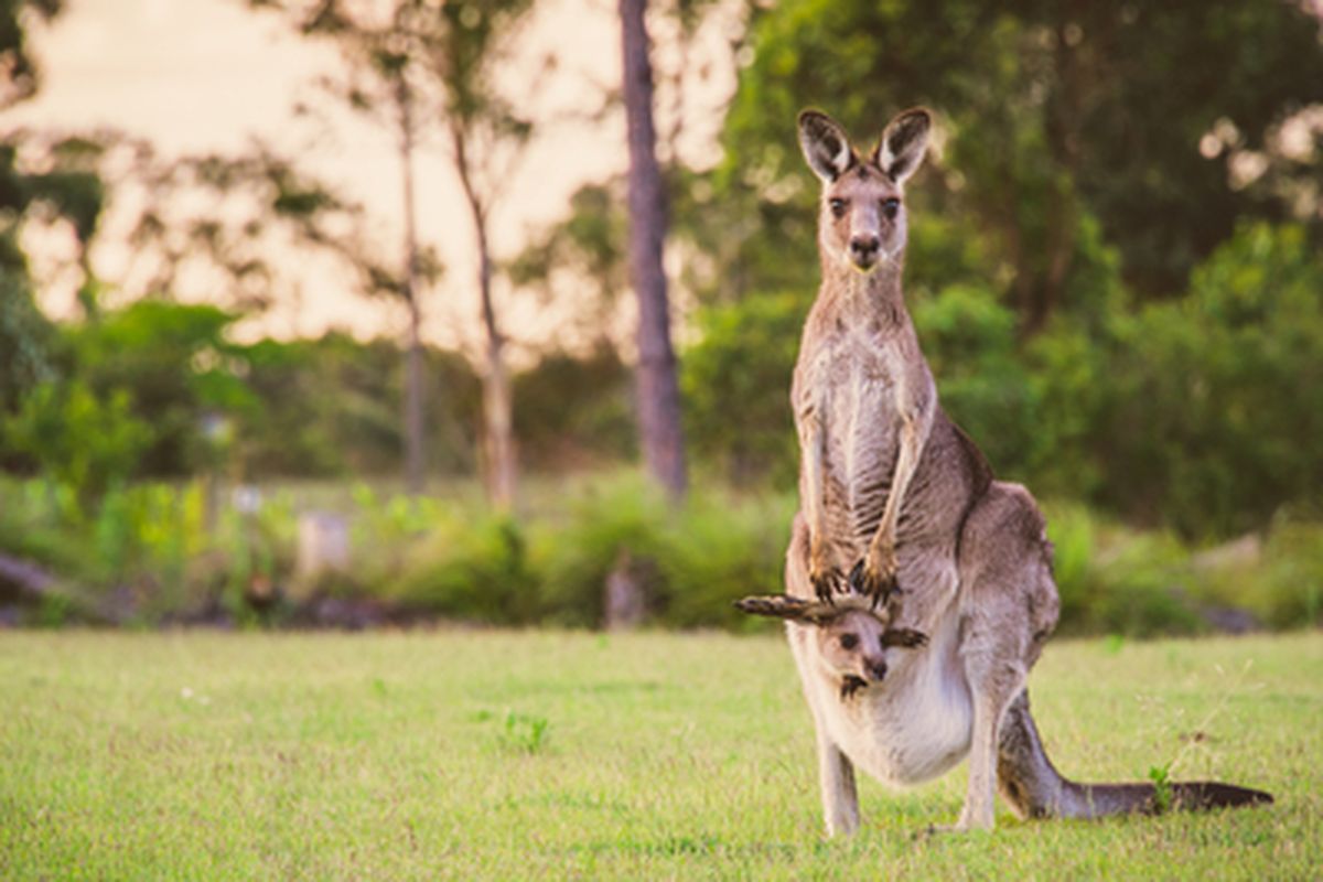 Mirip Hewan Peliharaan, Kanguru Juga Bisa Berkomunikasi dengan Manusia
