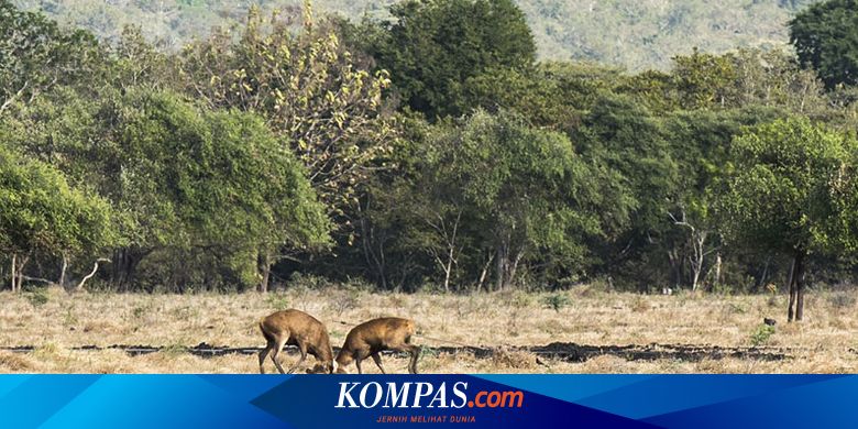 TN Baluran Perpanjang Penutupan hingga 10 Agustus 2021