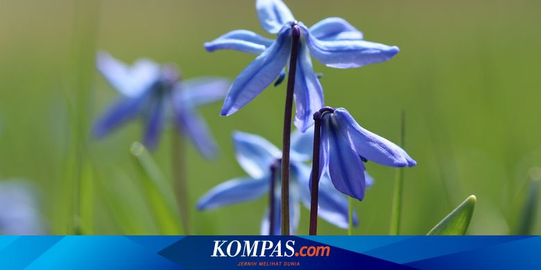 Blue Star, Si Bunga Biru Cantik yang Mudah Ditanam