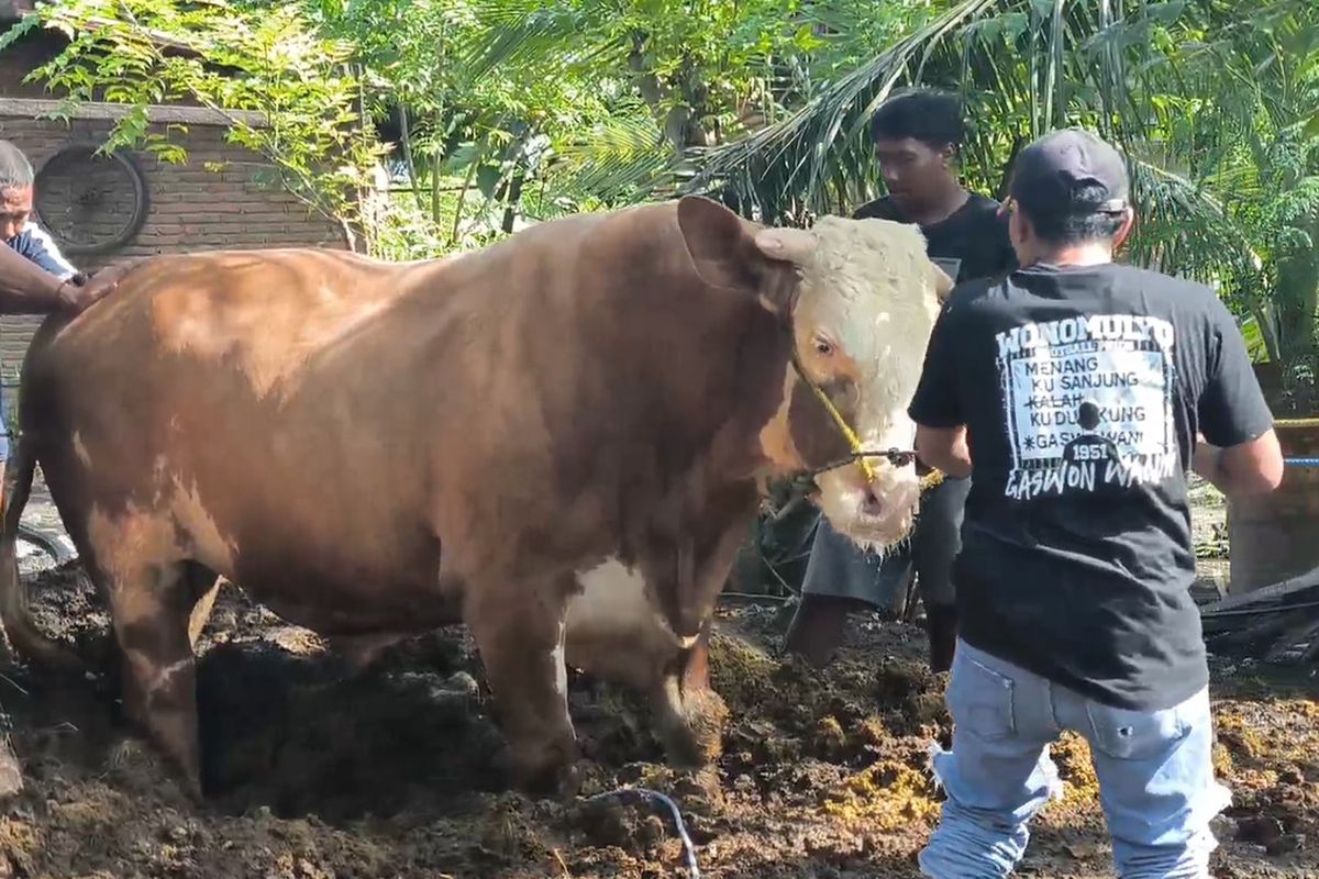 Dari Hulk hingga Rambo, Sapi-sapi Jumbo Kurban Presiden Prabowo di ...