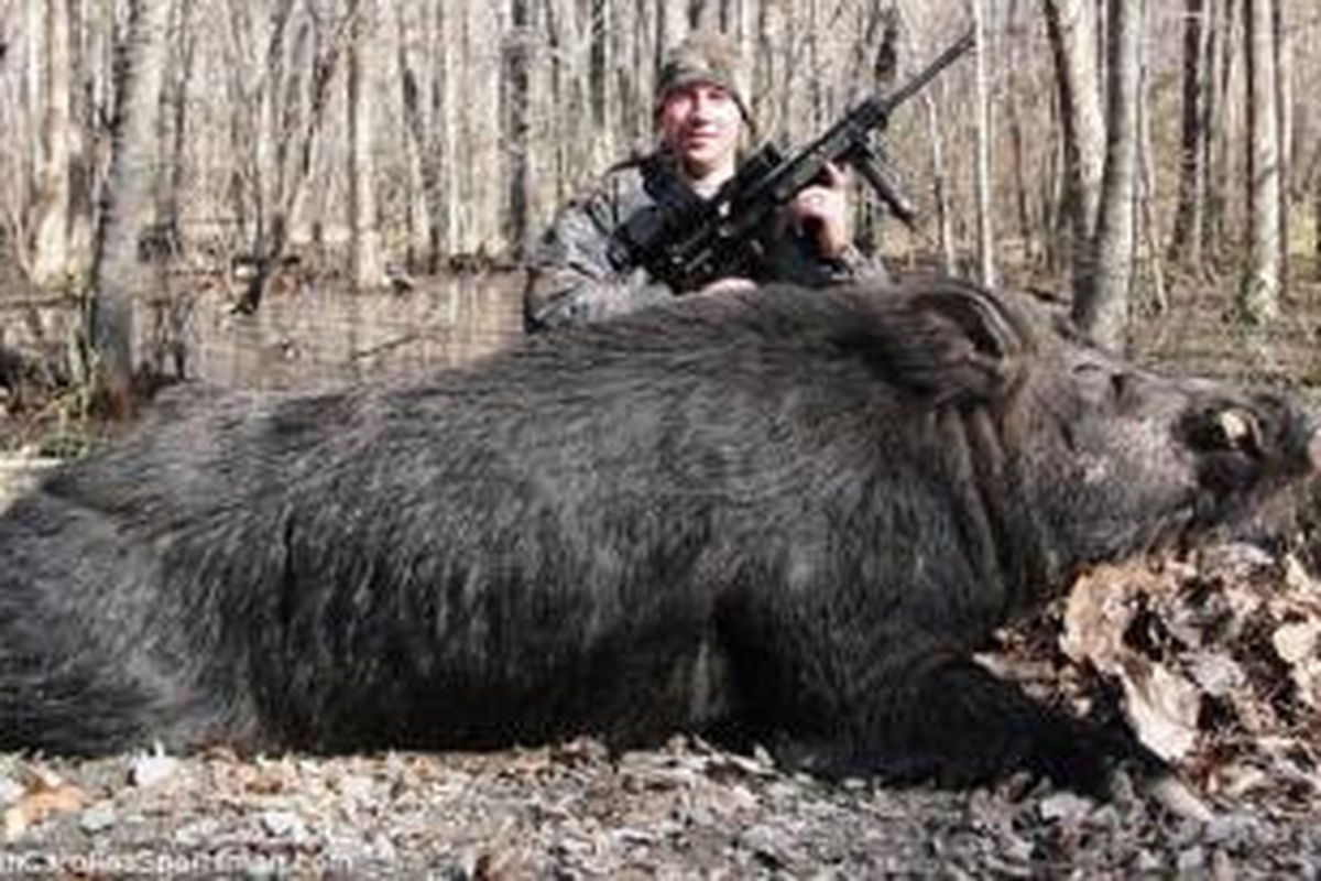 Pemburu AS Bunuh Seekor Babi Hutan Raksasa